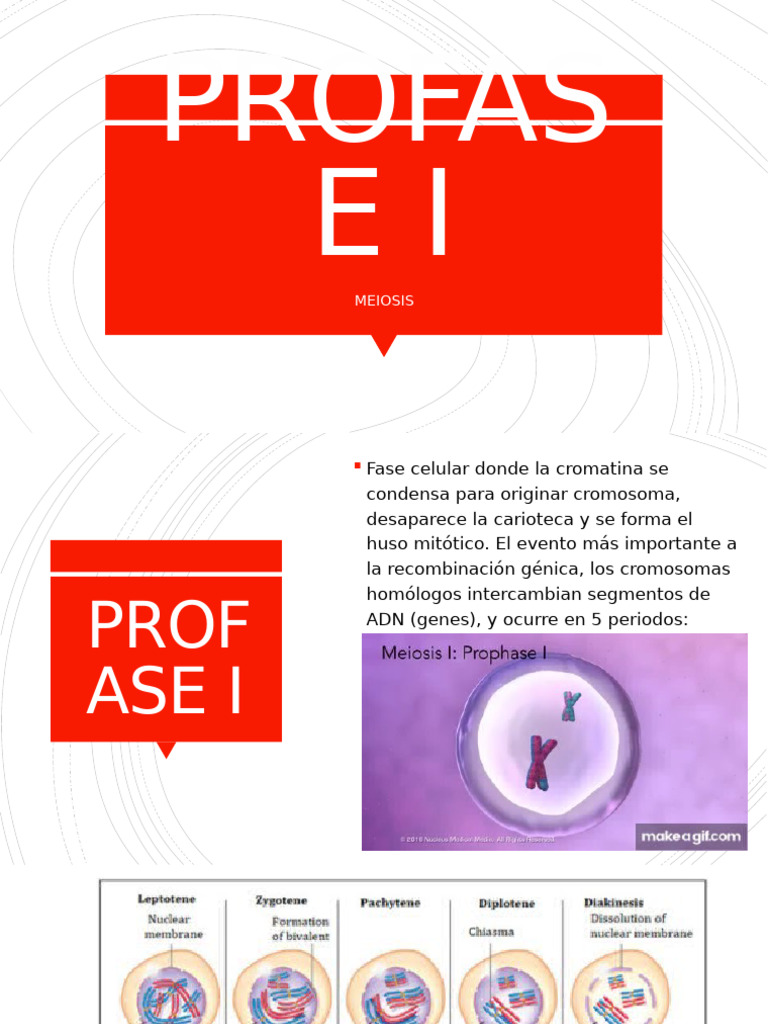 Fases de la Meiosis: Profase I y Metafase I | PDF | Estudios de idiomas ...