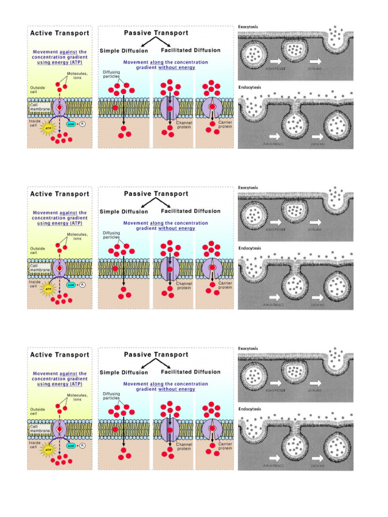 NOTEBOOK - Cell Membrane Transport Types | PDF