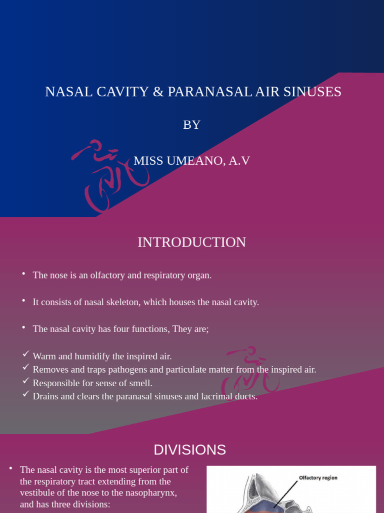 Anatomy of Nasal Cavity & Sinuses | PDF | Human Nose | Human Head And Neck