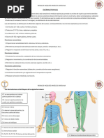 Dermatomas y Miotomas | PDF | Nervio | Sistema musculoesquelético