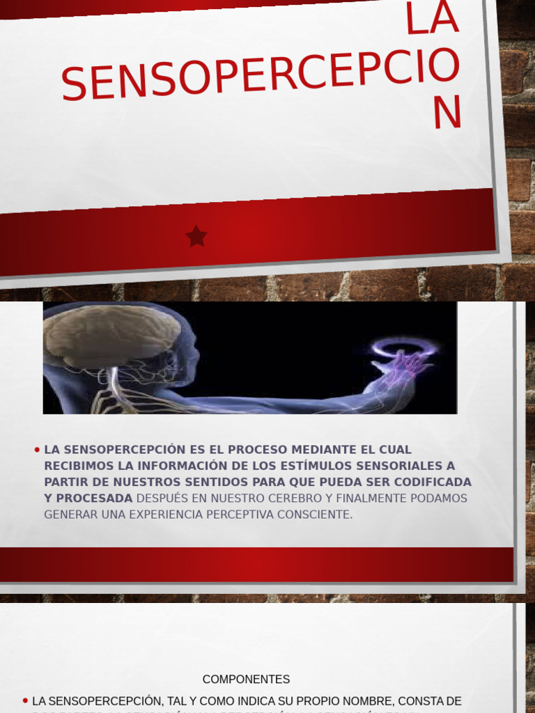 La Sensopercepcion | PDF