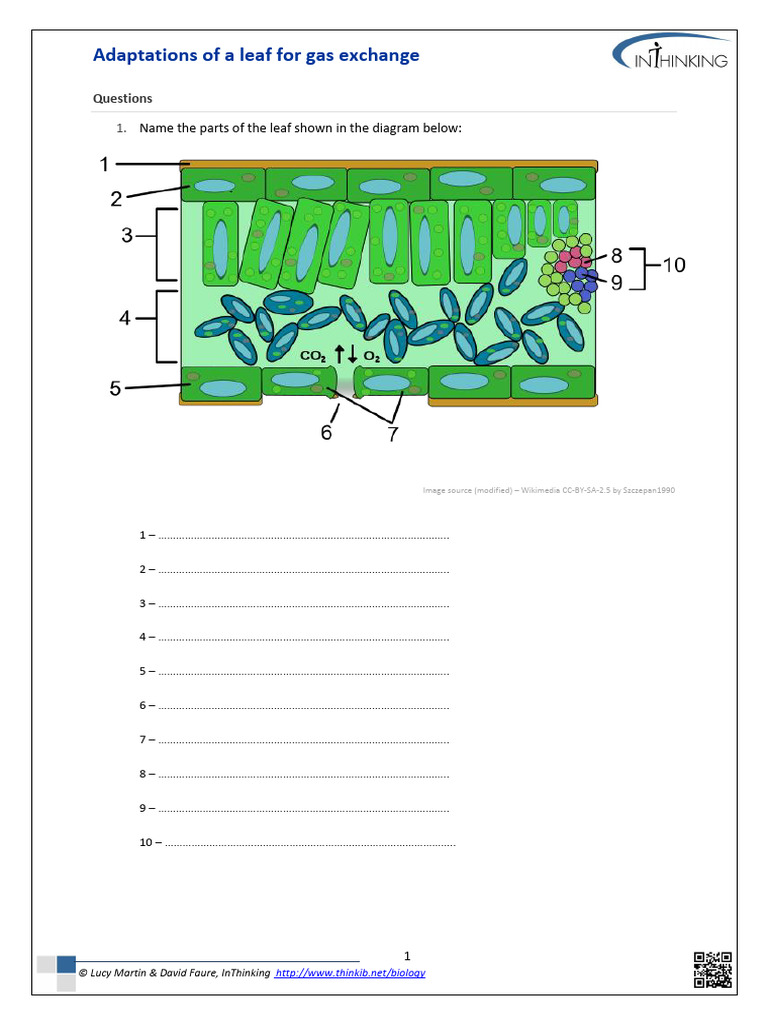 Worksheet Gas Exchange | PDF | Stoma | Leaf