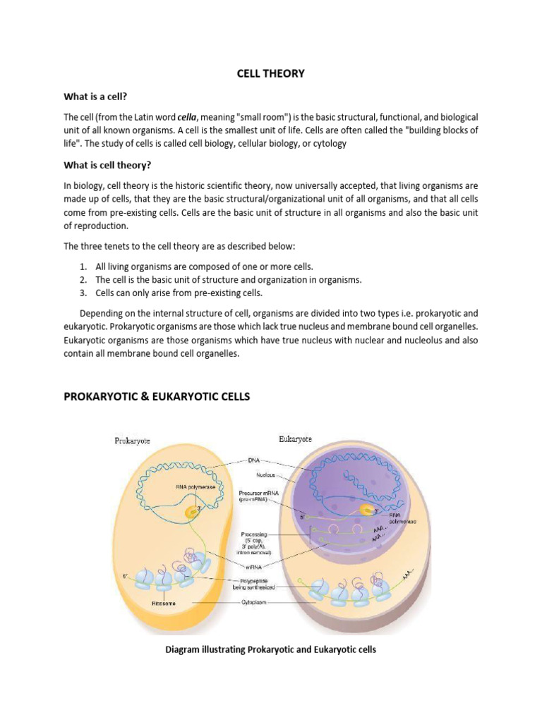 Understanding Cell Theory and Types | PDF | Cell (Biology ...