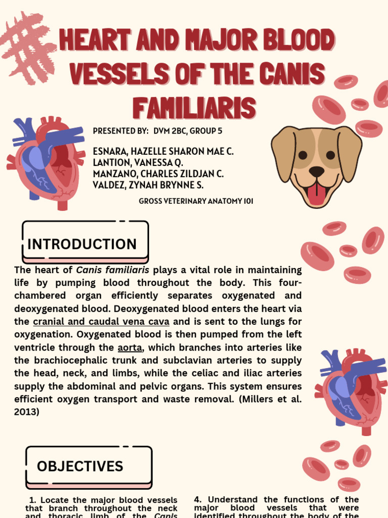 Canine Heart and Blood Vessel Anatomy | PDF | Heart Valve | Atrium (Heart)