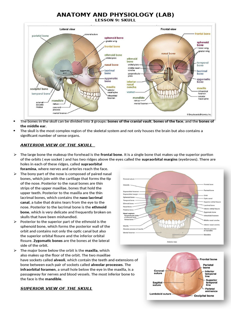 ANAPHY Lesson 9 | PDF | Skull | Human Nose