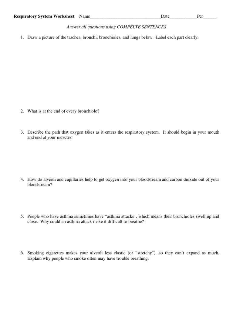 Respiratory System Worksheet | PDF