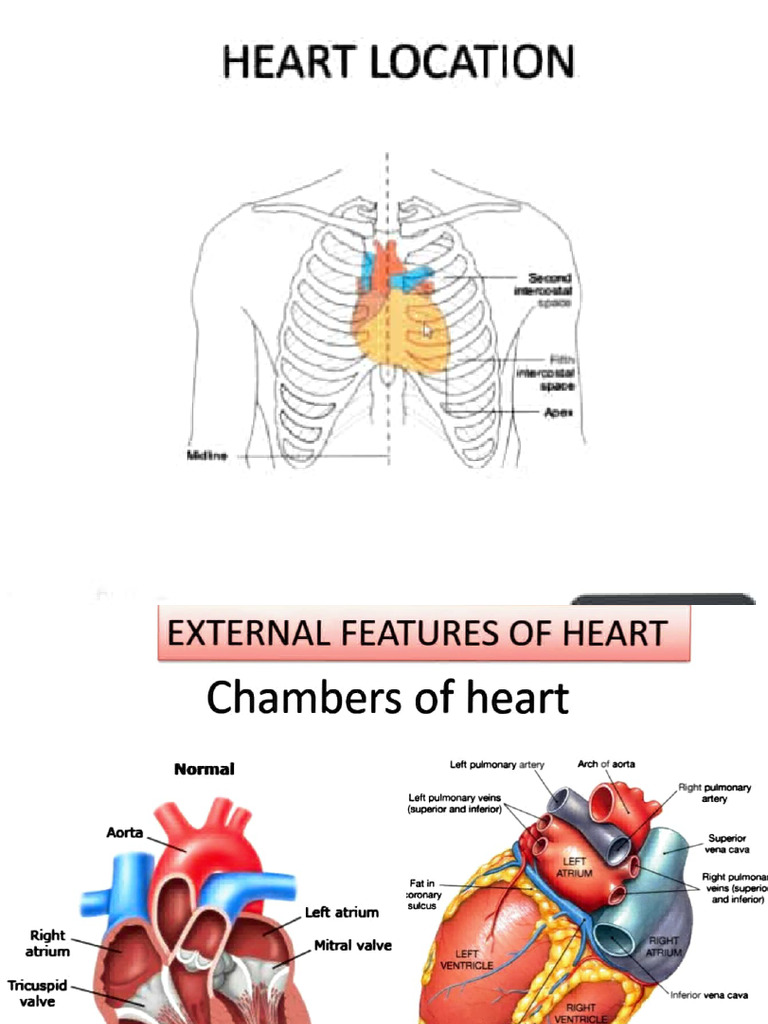 Heart Anatomy | PDF