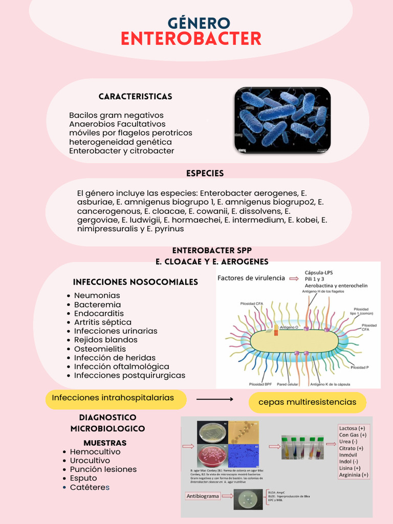 Enterobacter | PDF | Salud y bienestar | Ciencia y matemáticas