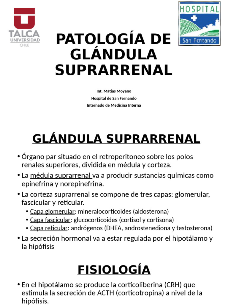 Glándula suprarrenal | PDF | Glándula suprarrenal | Hormona adrenocorticotrópica