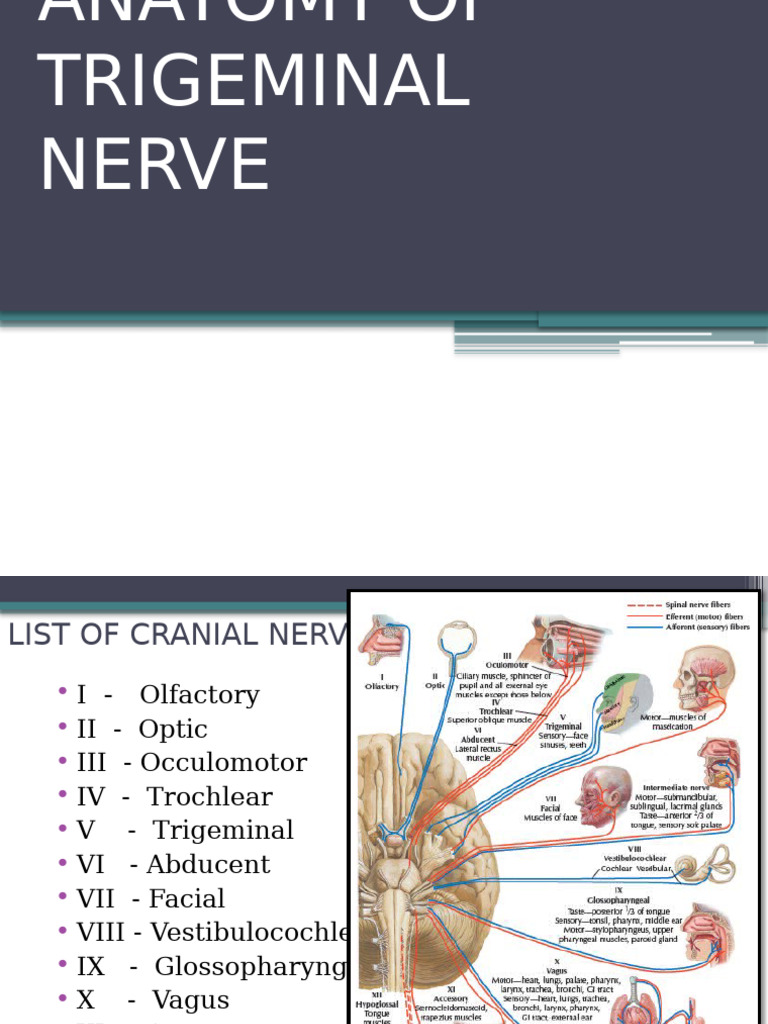 Trigeminal Nerve | PDF | Human Anatomy | Human Head And Neck