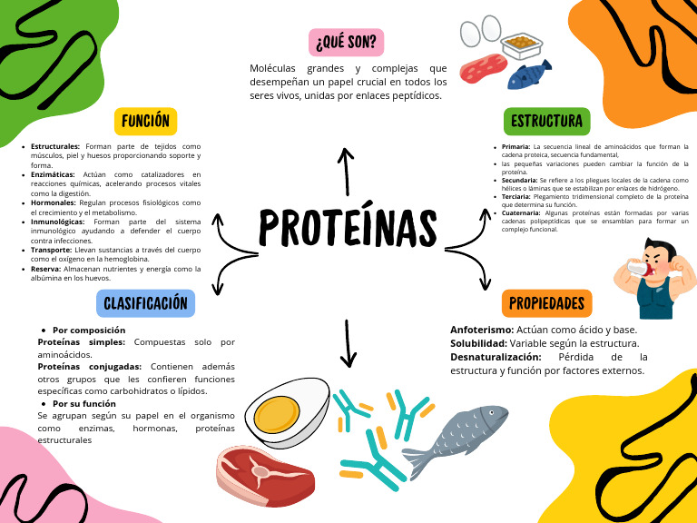 Grafico Mapa Conceptual Esquema Original Multicolor | PDF | Proteínas | Bioquímica