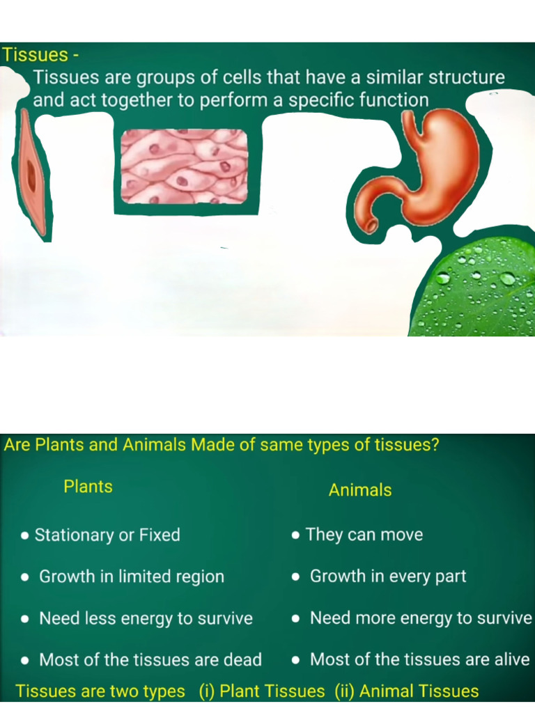 Bio 9 Tissues | PDF