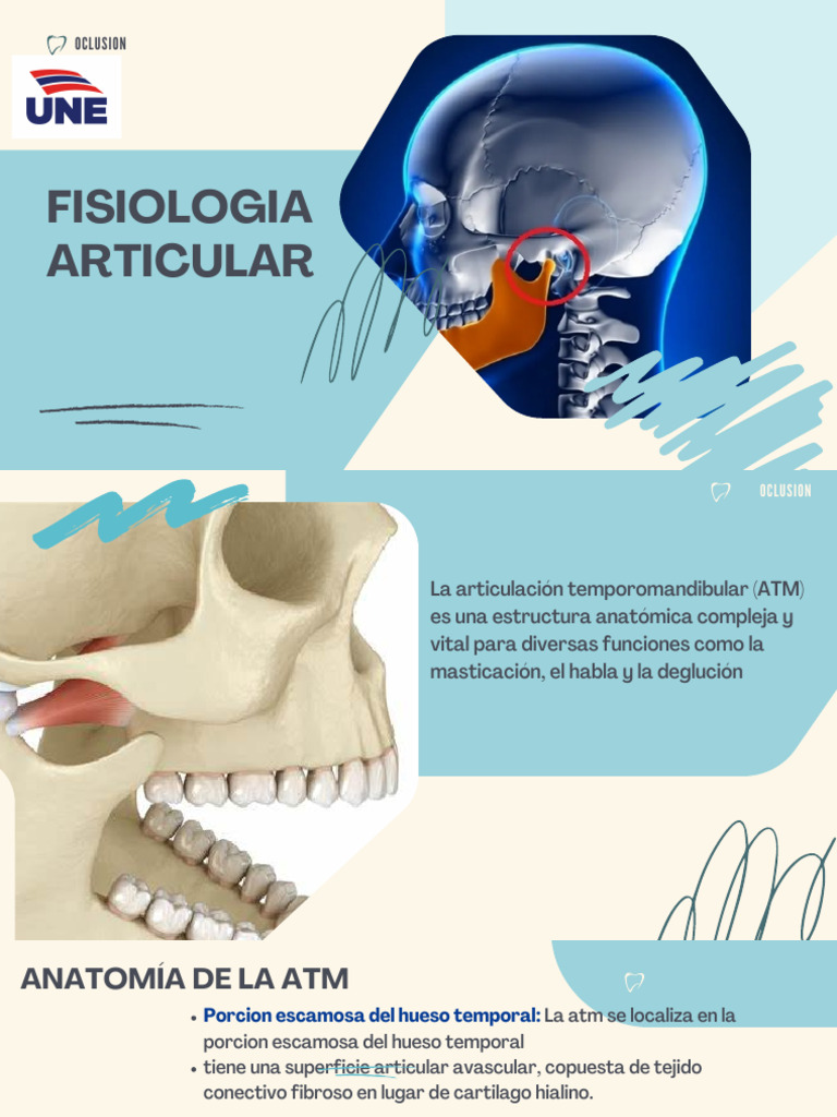 Fisiologia de La ATM | PDF | Articulación | Sistema musculoesquelético