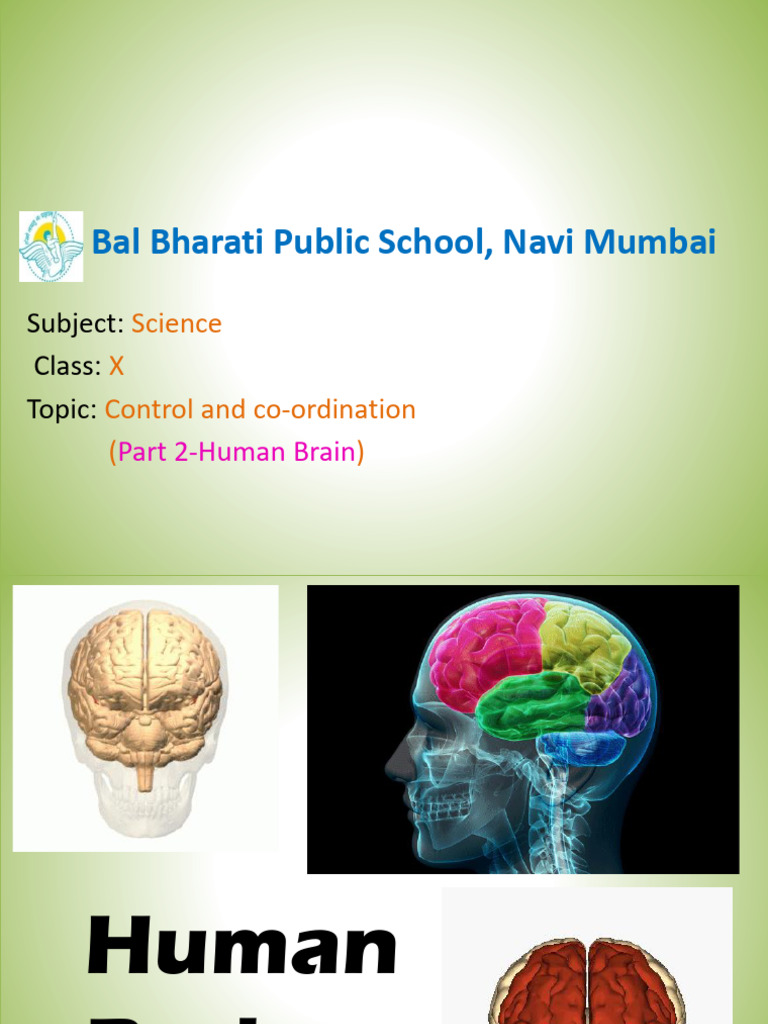 Cl-10 Human brain | PDF | Brain | Human Brain
