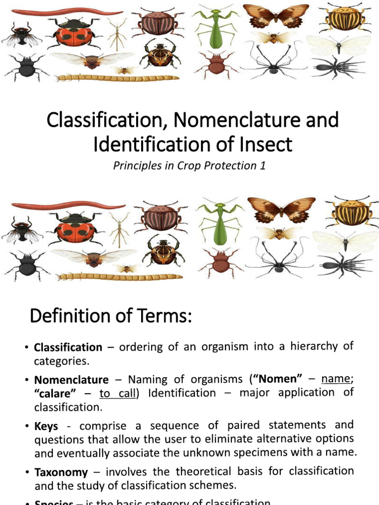 Orders of Insecta | PDF | Insects | Dragonfly