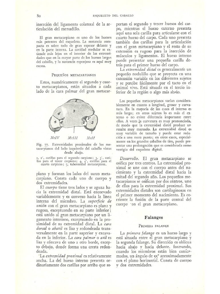 Falanges Del Caballo | PDF