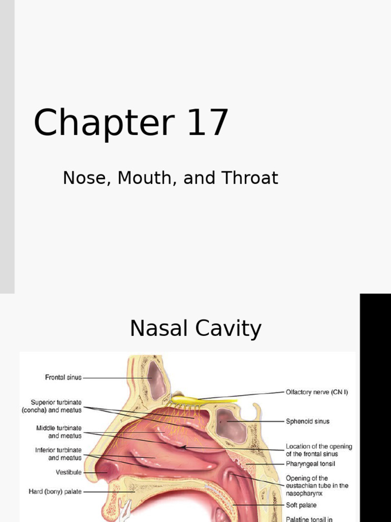 Chapter17 Nose Throat Mouth | PDF | Human Nose | Human Head And Neck