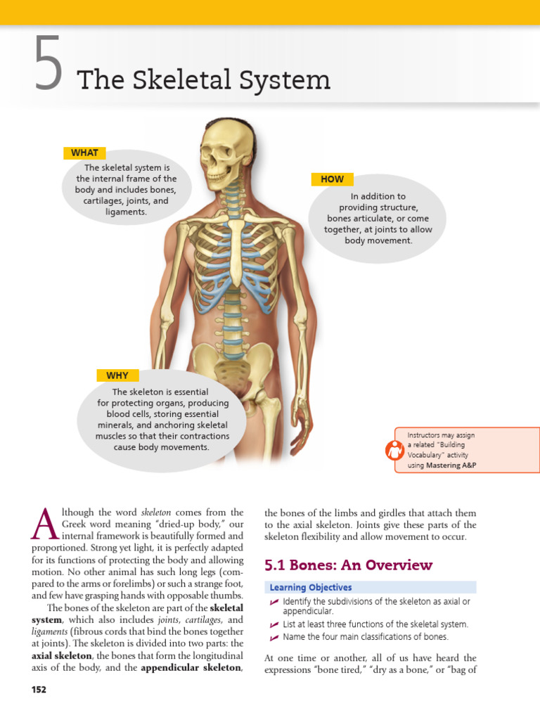 CHAP 5 The Skeletal System | PDF | Bone | Skeleton