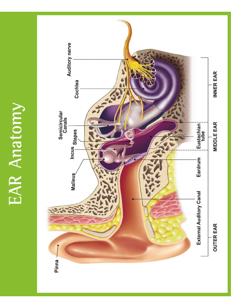 Ear Anatomy 4Lx2.5W Feet Print | PDF