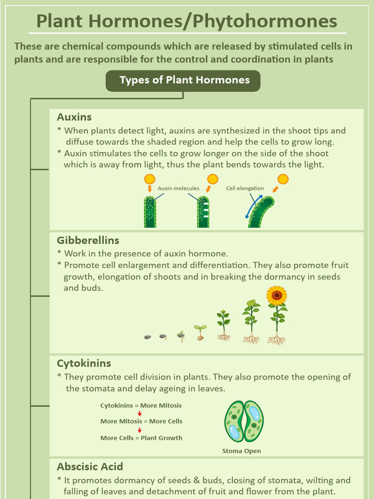 Overview of Plant Hormones and Functions | PDF