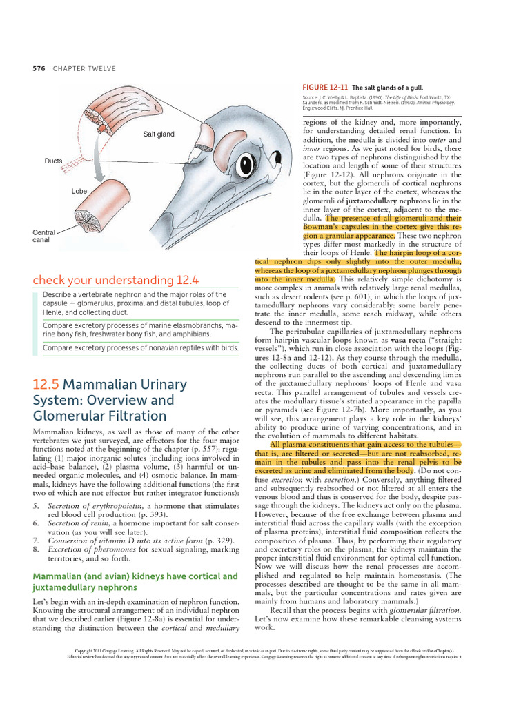 Urinary System - Textbook - Annotated | PDF | Kidney | Urinary System