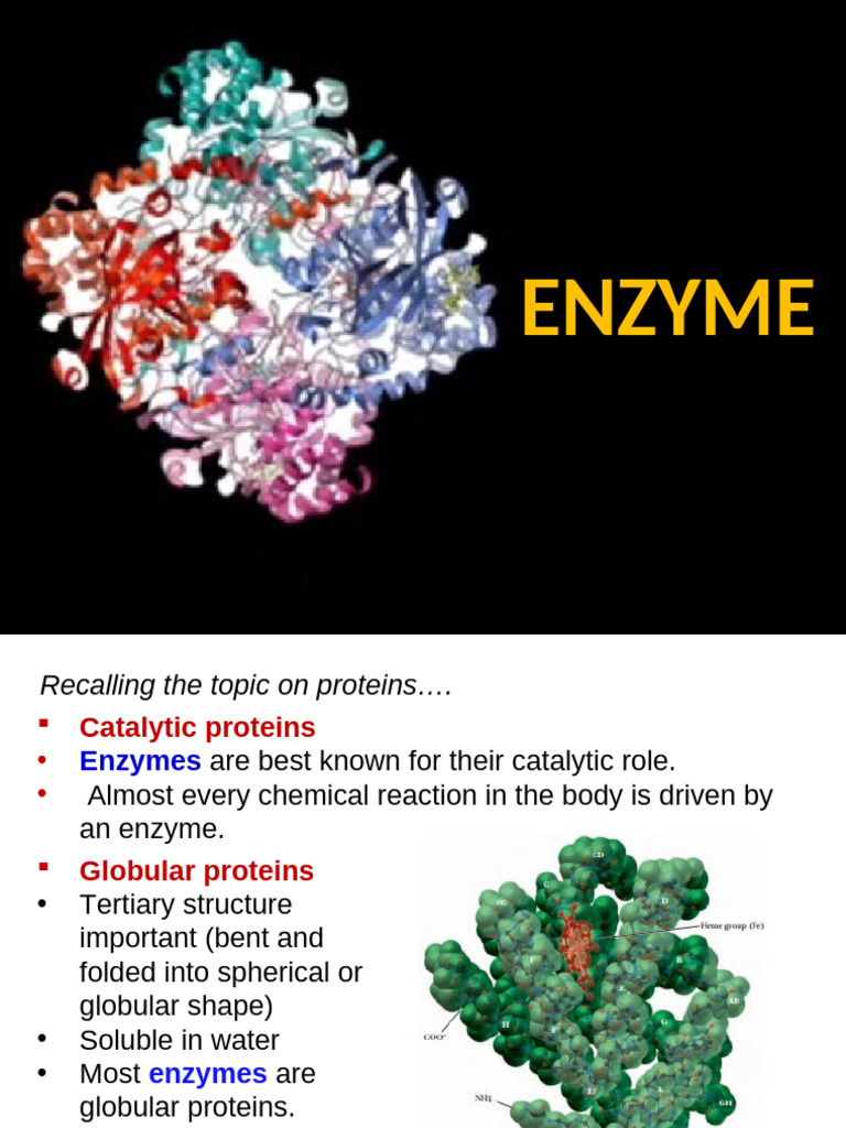 Understanding Enzymes: Functions and Roles | PDF | Enzyme Inhibitor | Enzyme