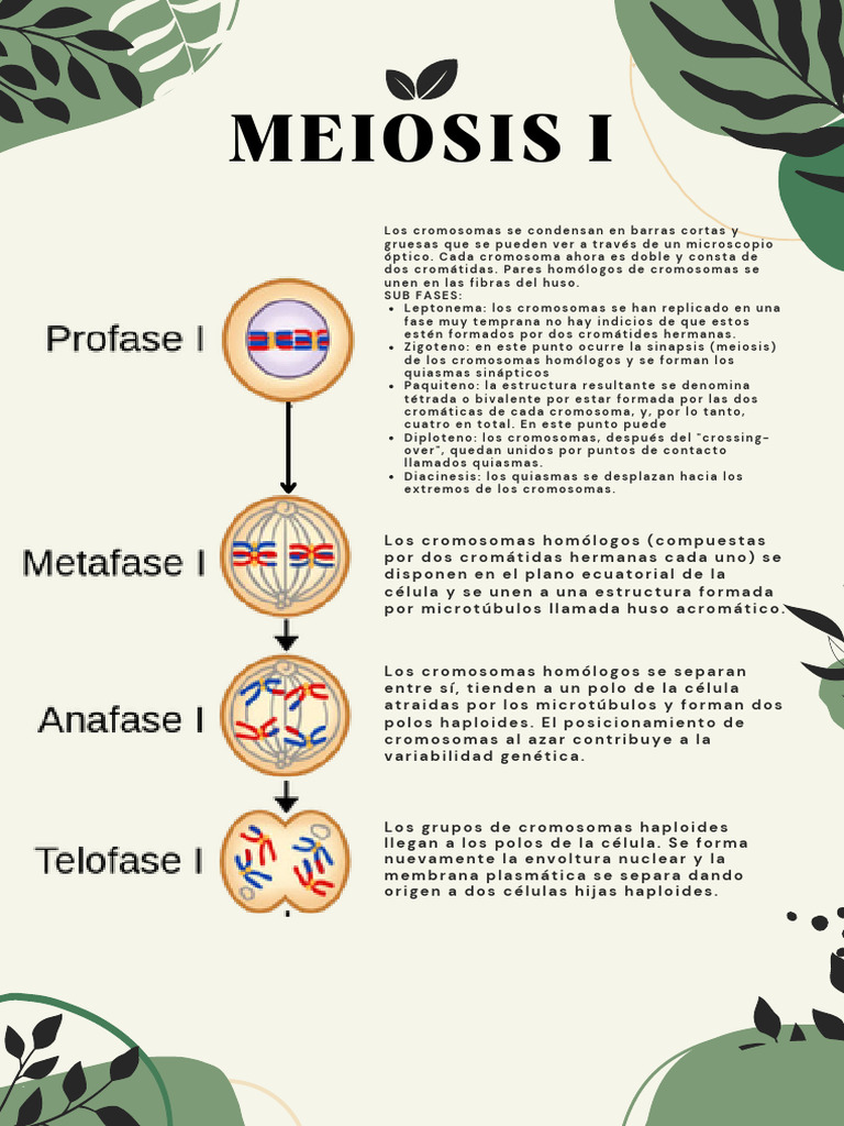 Fases de la Meiosis I y II Explicadas | PDF | Mitosis | Procesos biologicos