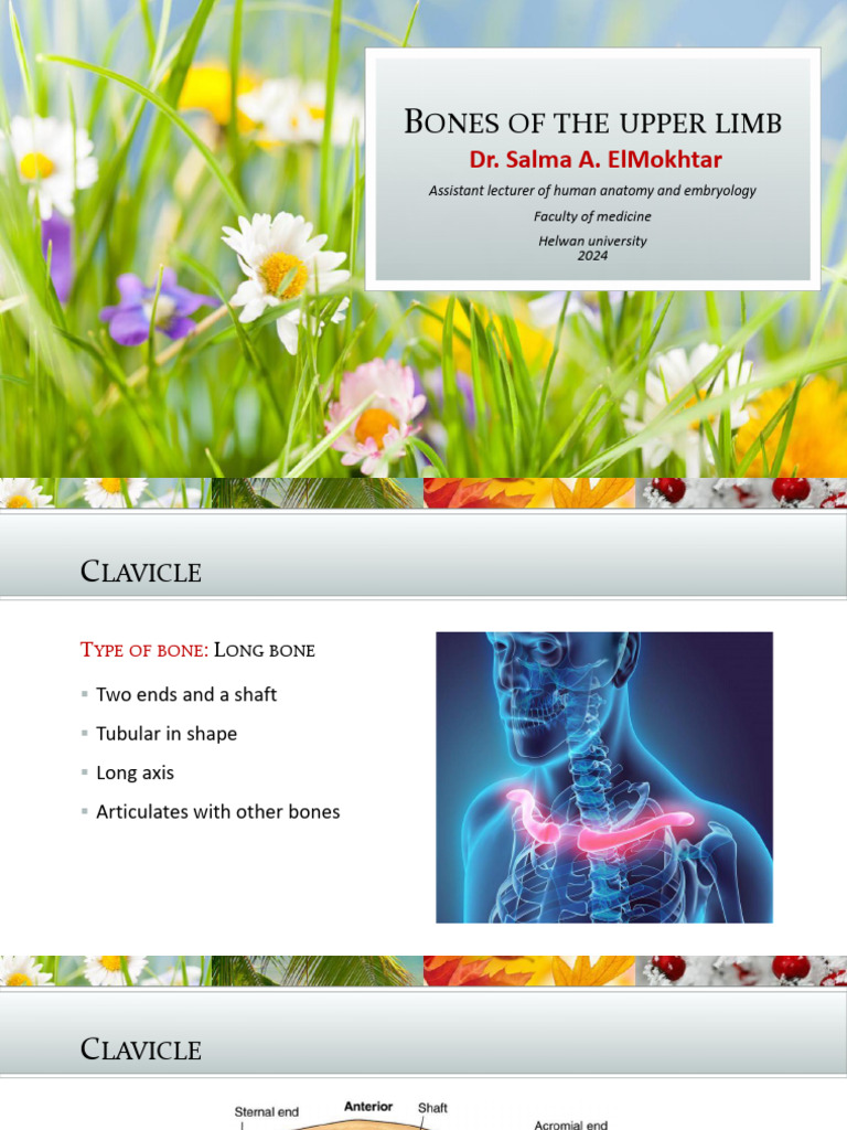 Bones of The Upper Limb | PDF