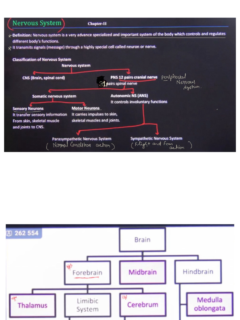 Nervous System Chapter 11 HAP | PDF