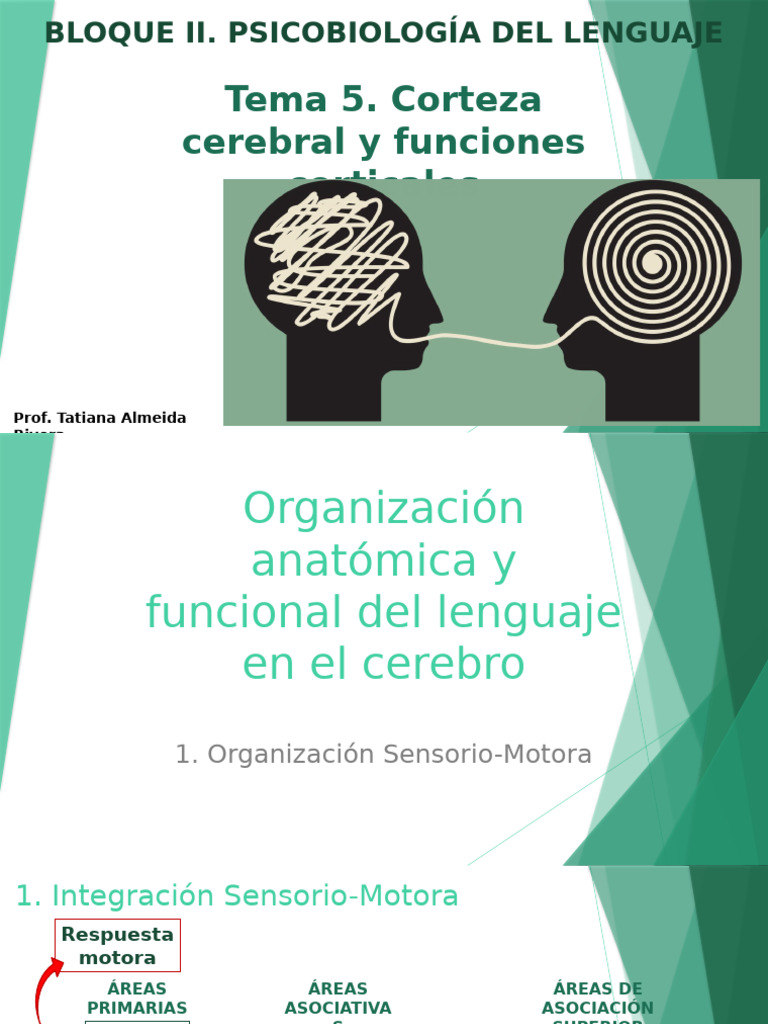 Tema 5. Corteza Cerebral y Funciones Corticales | PDF | Memoria | Cerebro