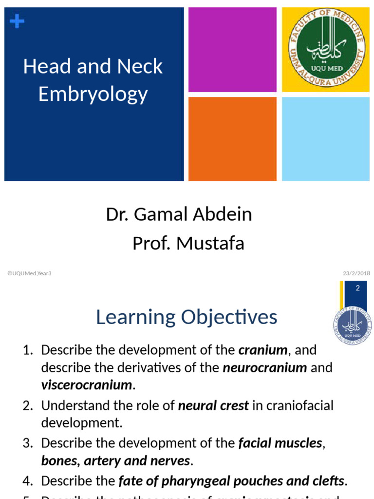 Embryology, Head and Neck | PDF | Skull | Lip