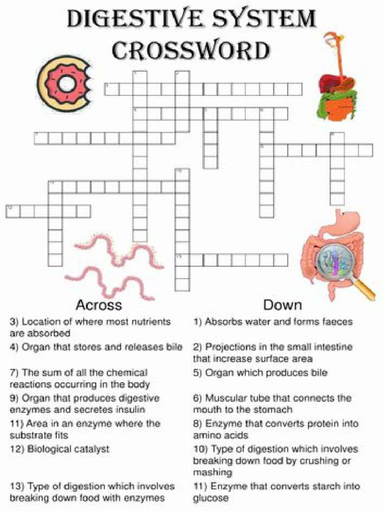 Digestive System Worksheet Answers Unique Biology Crossword Puzzle The ...
