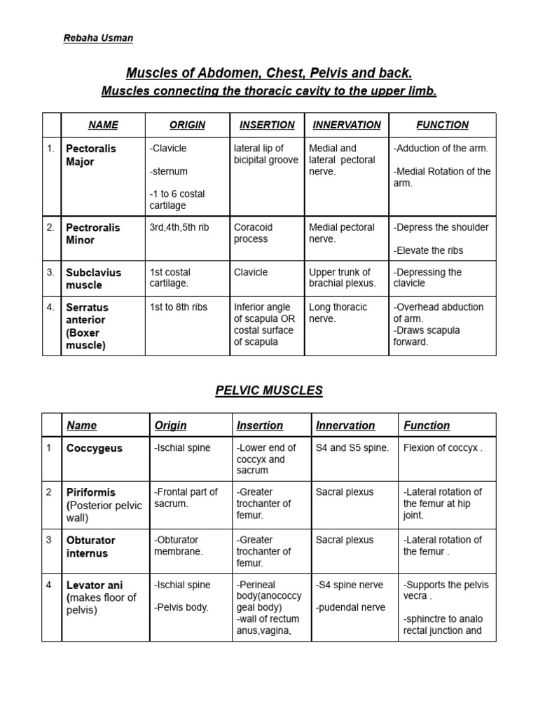 Muscles of Abdomen, Chest, Pelvis and Back | PDF | Abdomen | Pelvis