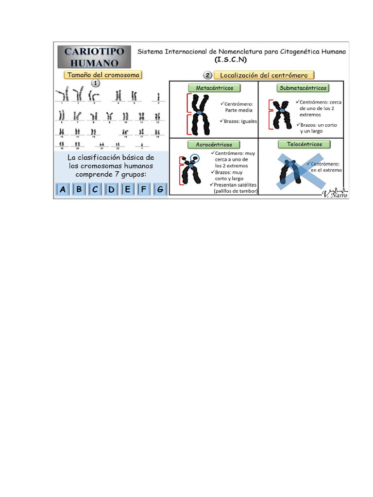Tipos de Cromosomas (Cariotipo Humano) | PDF
