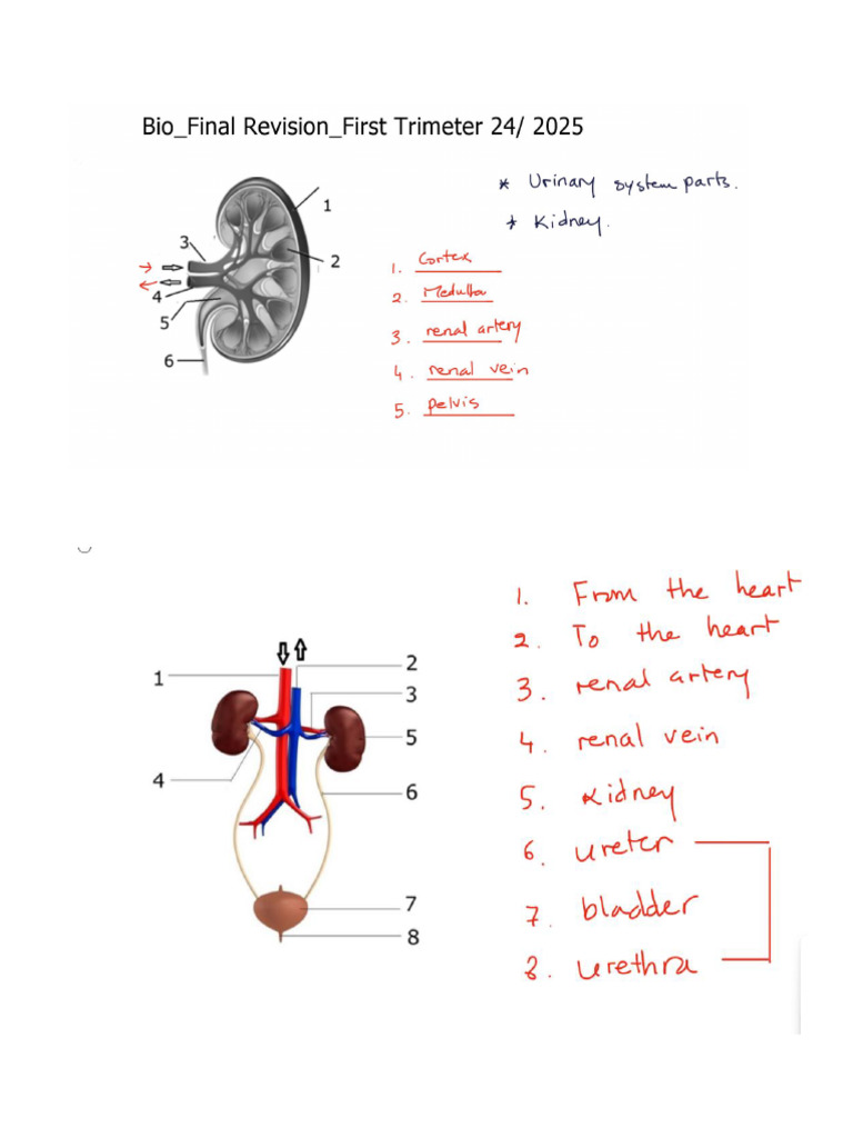 Bio Final Revision Term 1 | PDF