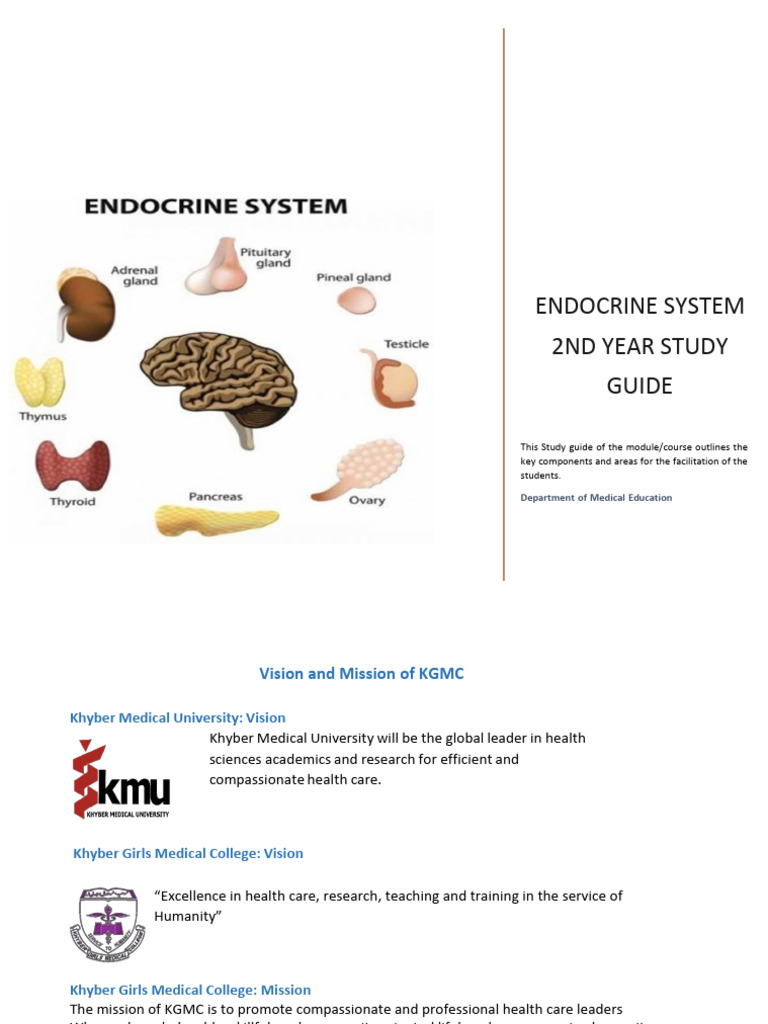 2nd-Year-Endocrine System Study Guide | PDF | Endocrine System ...