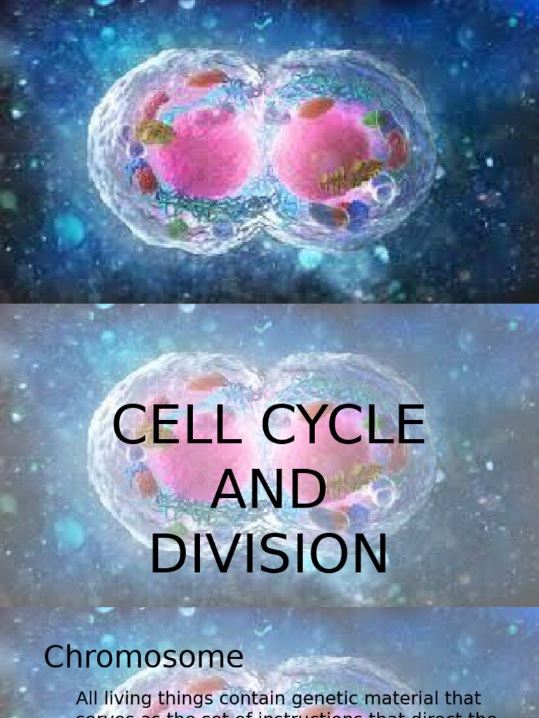 Cell Cycle and Division Explained | PDF | Meiosis | Mitosis