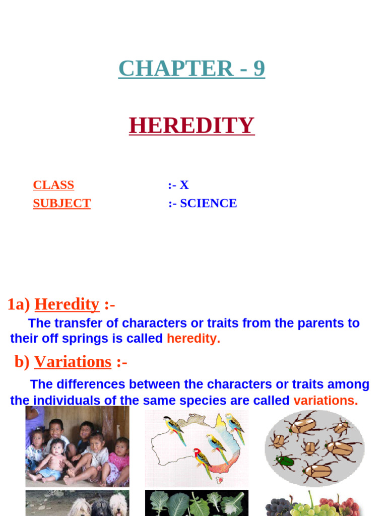 X 9 Heredity and Evolution | PDF | Allele | Heredity