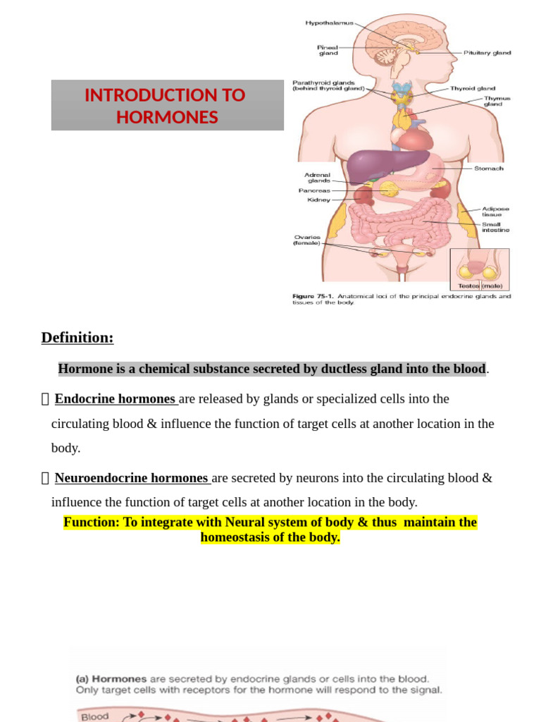 Introductiontohormones1 200330171537 | PDF | Hormone | Endocrine System
