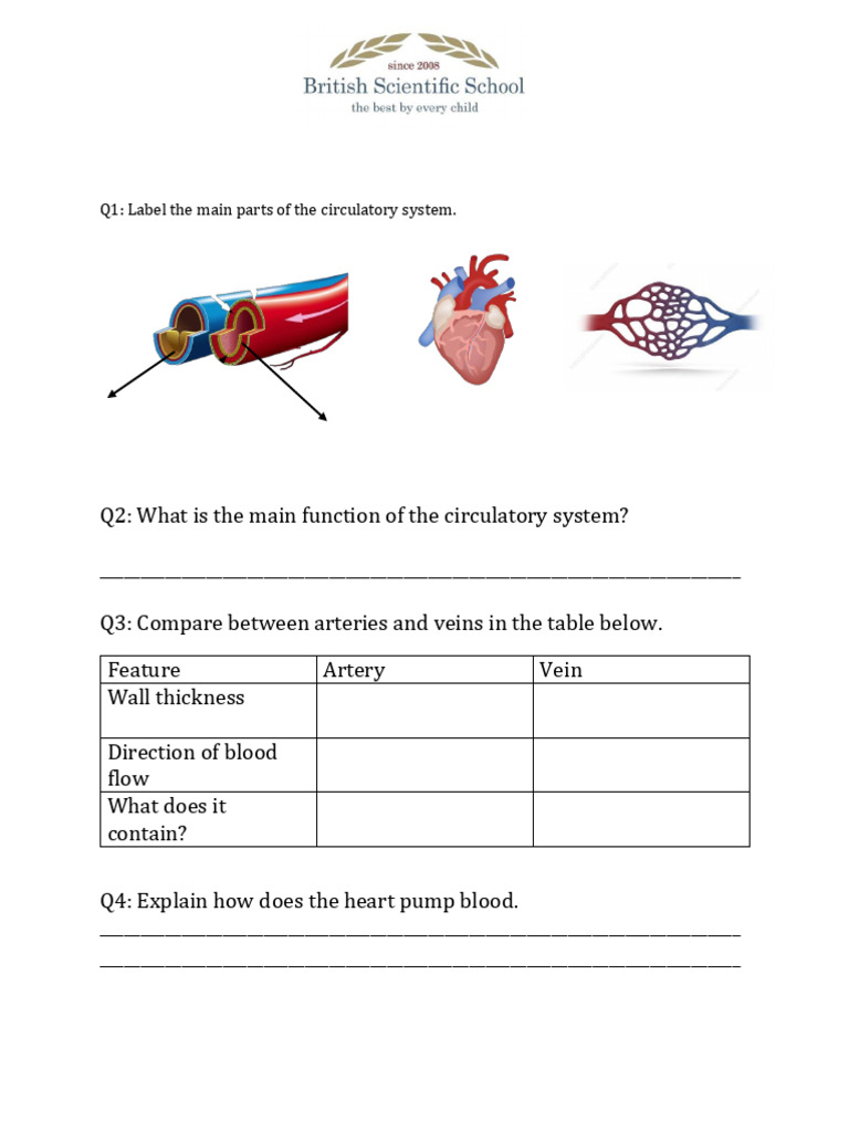 Circulatory System Assessment Worksheet | PDF | Teaching Methods ...