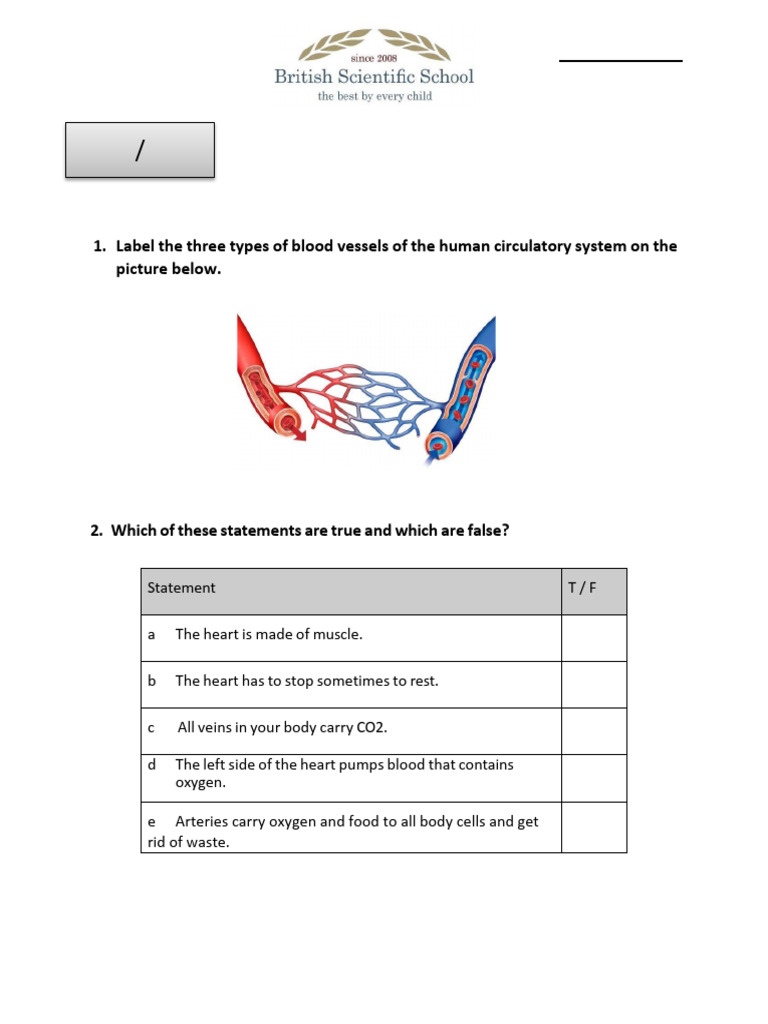 endof lesson 2 | PDF | Heart | Blood Vessel