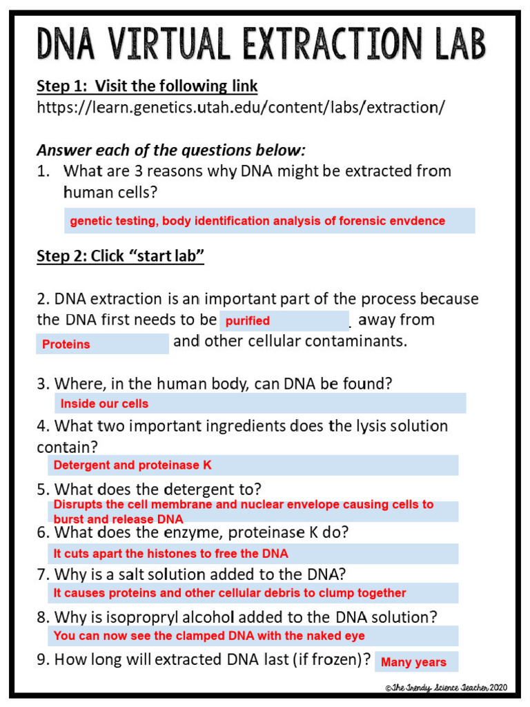 HW 2-3 - DNA Extraction Lab | PDF | Games & Activities | Science ...