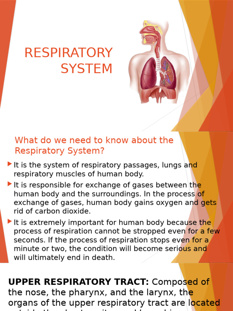Respiratory System | PDF | Respiratory Tract | Respiratory System