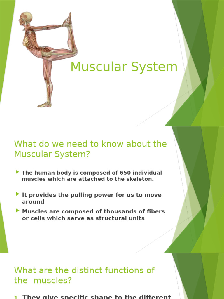 Muscular System | PDF | Muscle | Cardiac Muscle