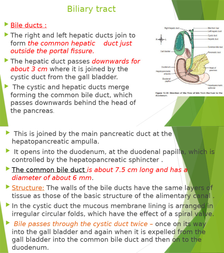 Biliary Duct | PDF | Wellness | Science & Mathematics
