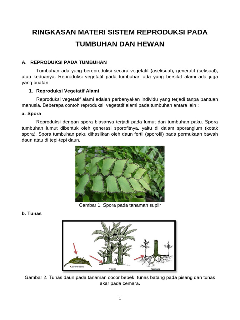 Rangkuman SISTEM REPRODUKSI PADA TUMBUHAN DAN HEWAN | PDF