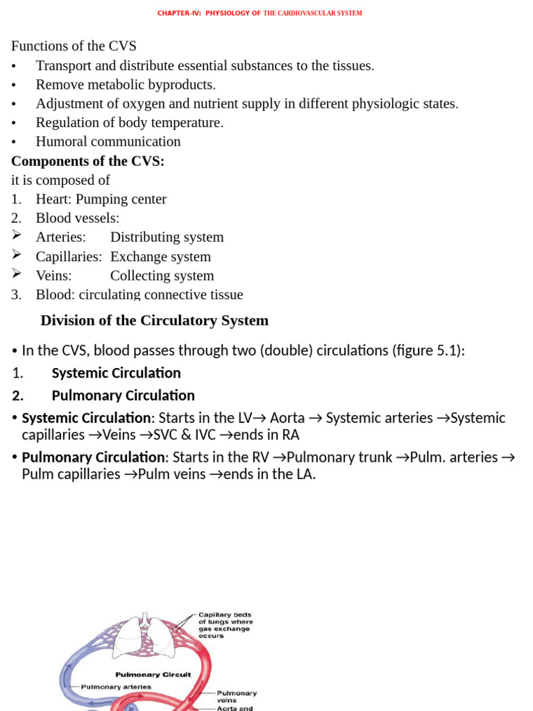 Cardiovascular System Physiology Overview | PDF | Ventricle (Heart) | Heart