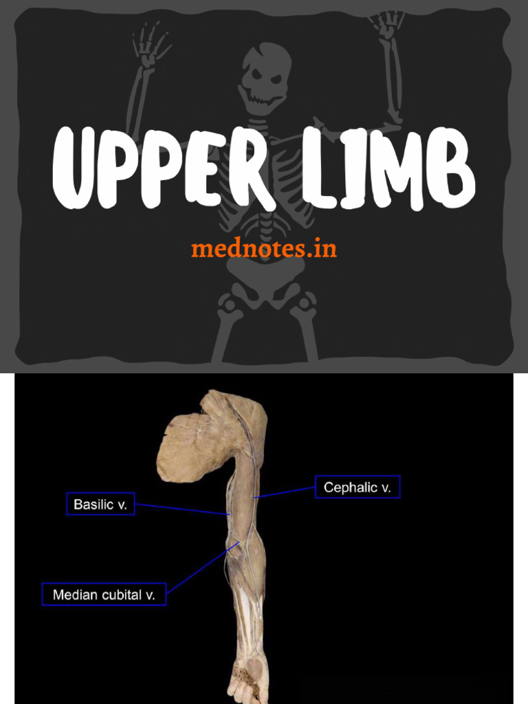 Upper Limb | PDF