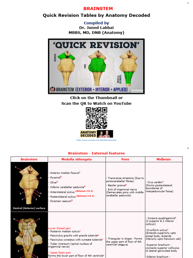 Brainstem - Quick Revision Tables (@anatomydecoded) | PDF | Brainstem ...