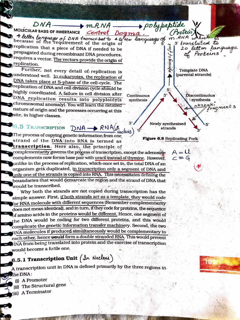 Mol Basis - II | PDF